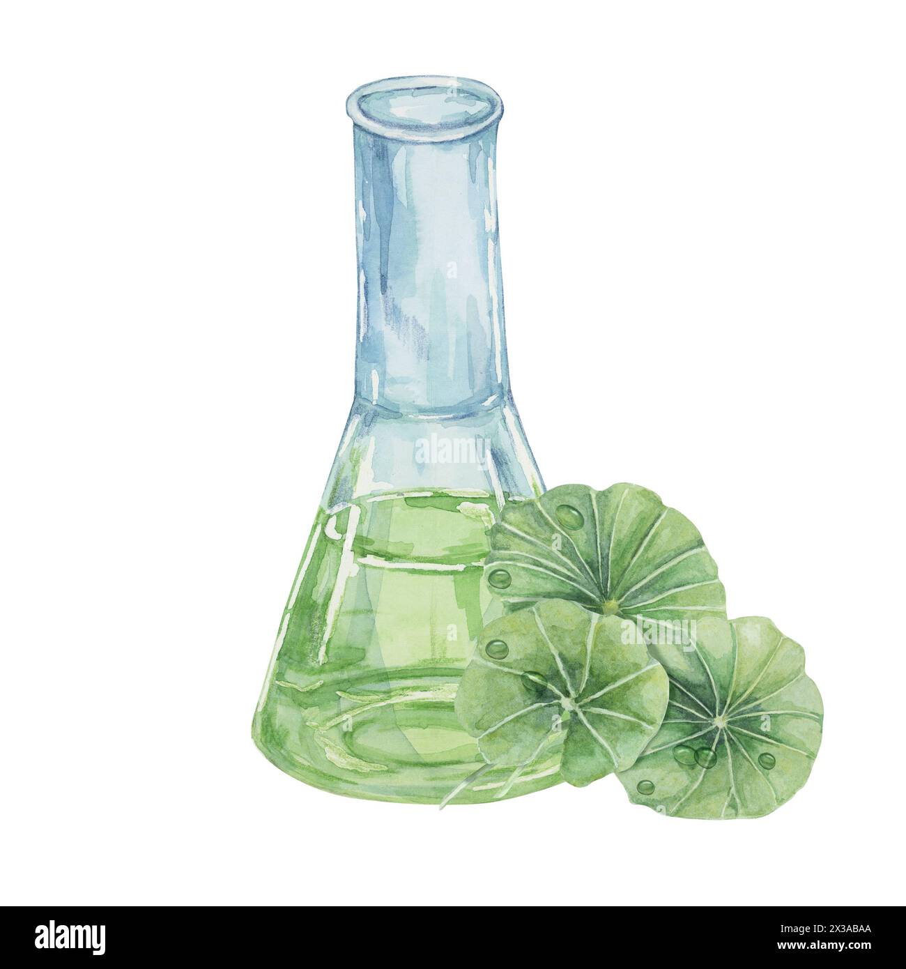 Centella asiatica and flask with green extract . Hand drawn gotu cola ...