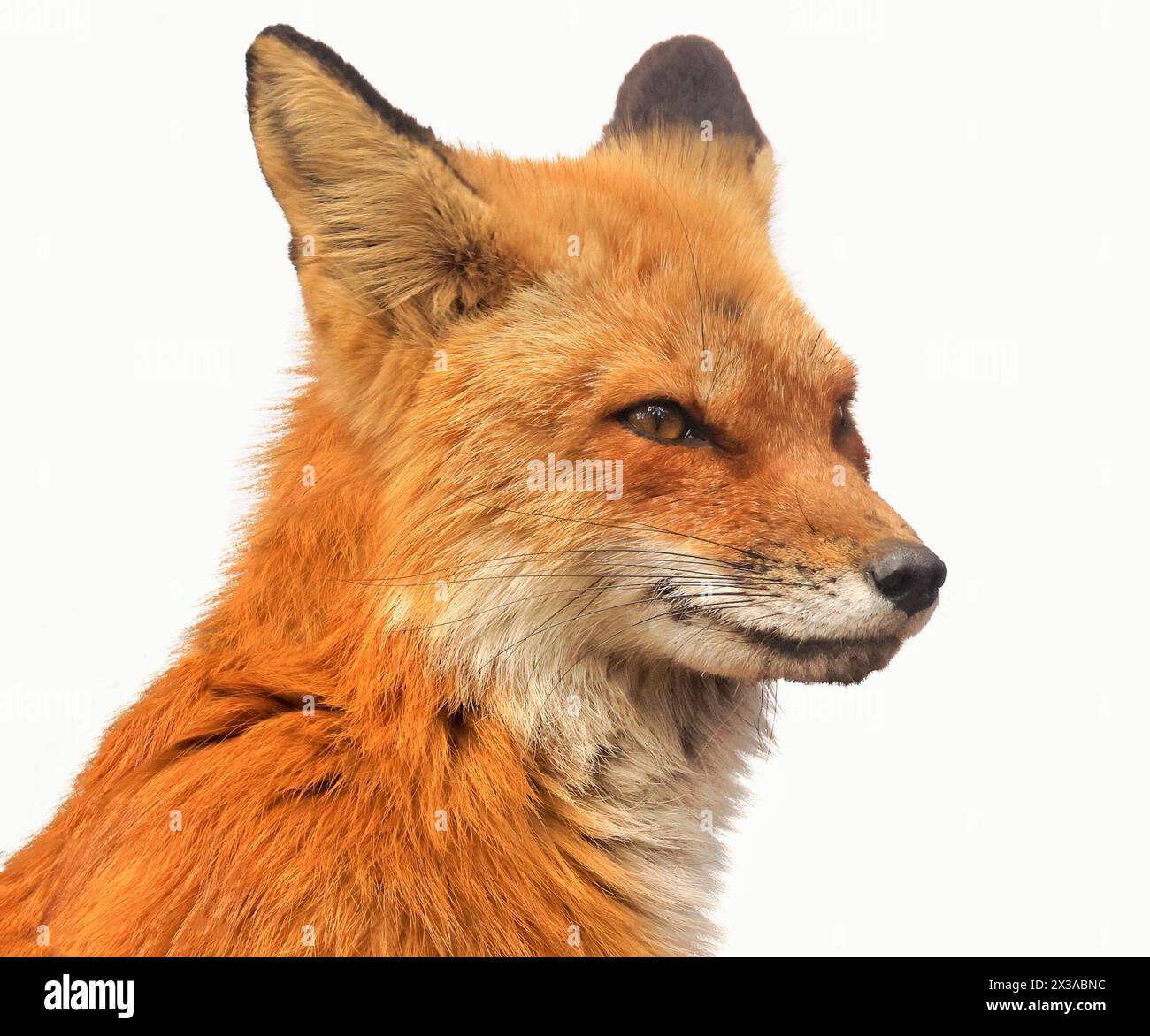 Red fox profile portrait isolated on white background Stock Photo - Alamy