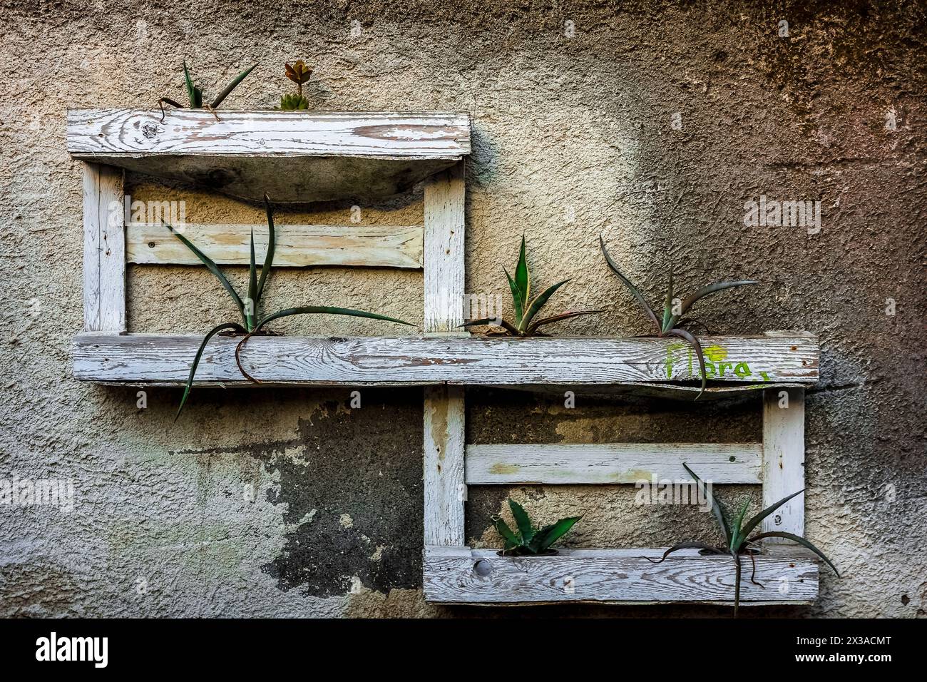 Singular succulent hi-res stock photography and images - Alamy