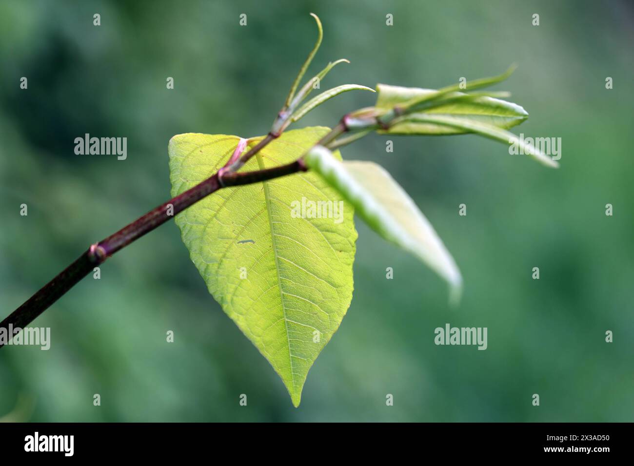 Invasive Neophyten Der invasive Japanische Flügelknöterich beim ...