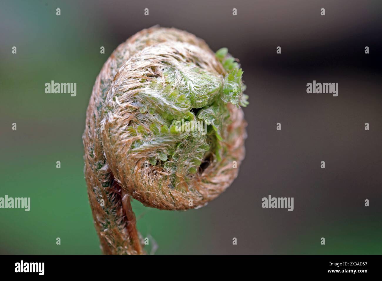 Echte farn hi-res stock photography and images - Alamy
