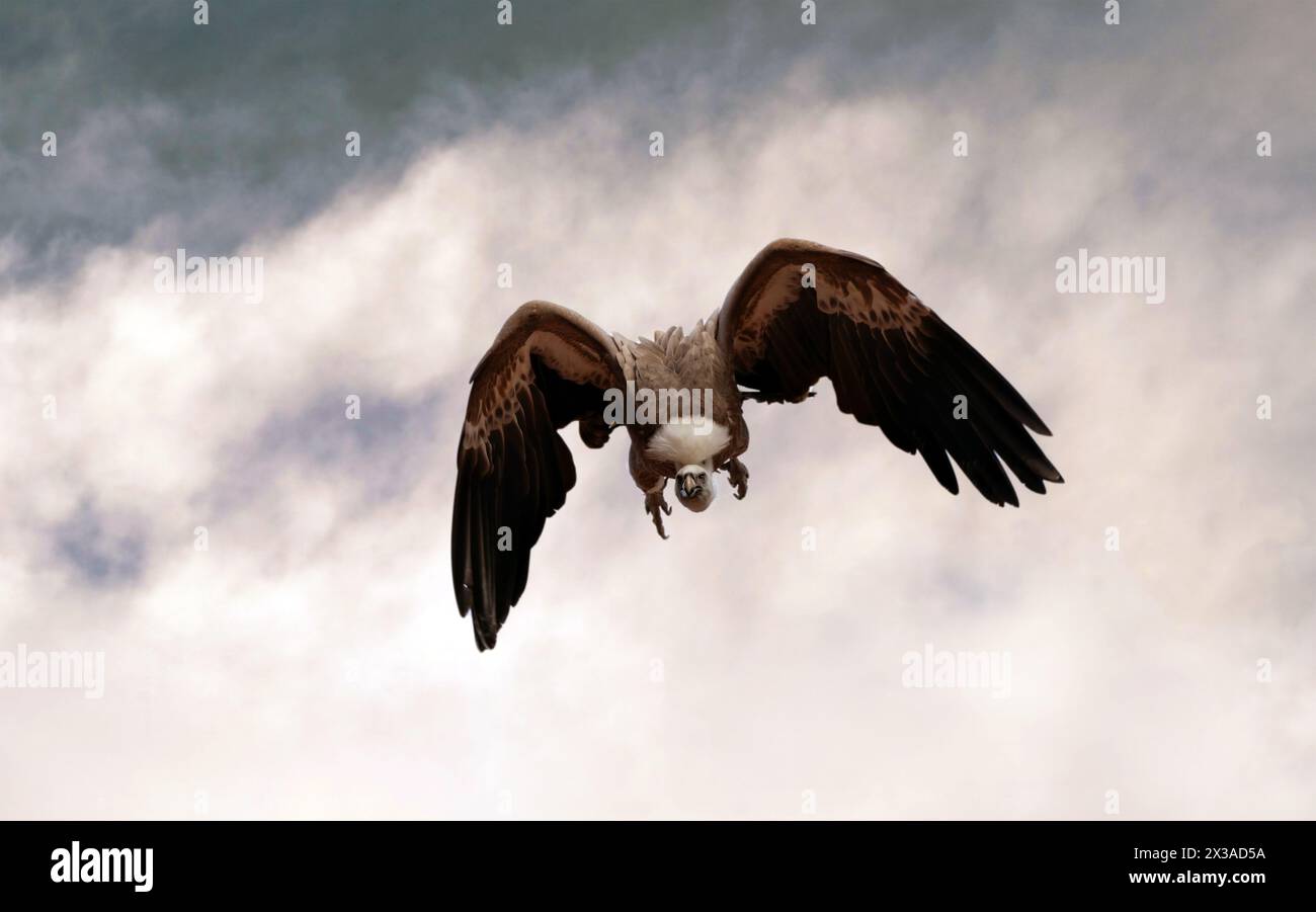 Flying griffon vulture a species of hawks accipitridae in action about ...