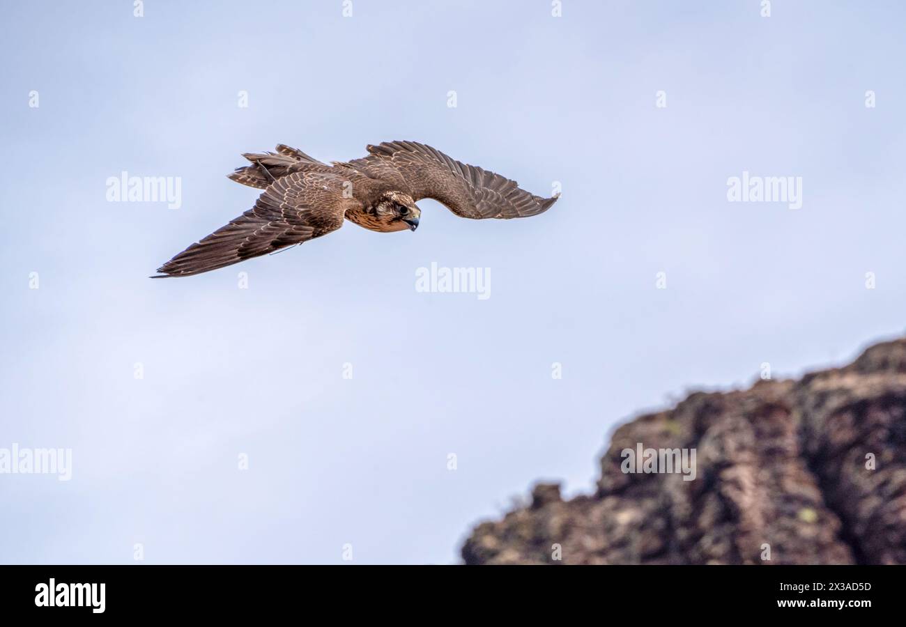 Peregrine falcon, a species of Falcons and caracaras falconidae aka ...