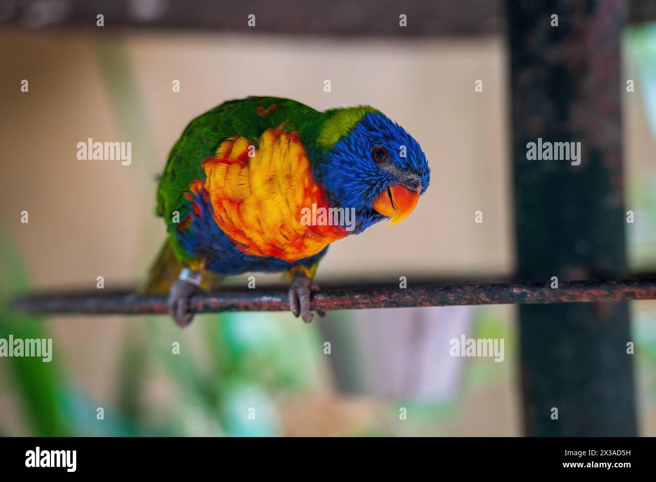 Coconut lorikeet a species of parrots psittacidae aka rainbow lorikeet ...