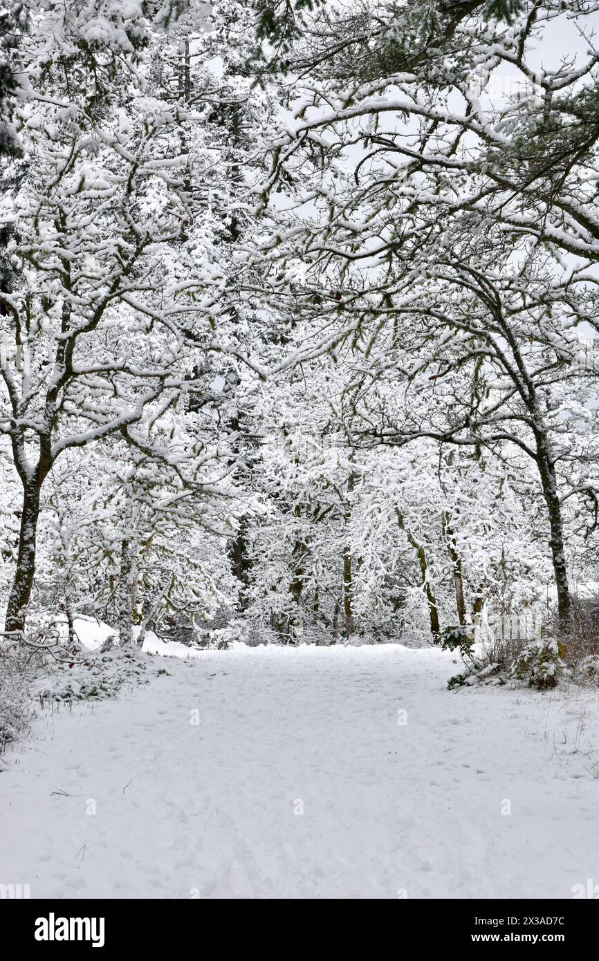 Outdoors after snowstorm, winter wonderland, quiet after snowfall Stock ...