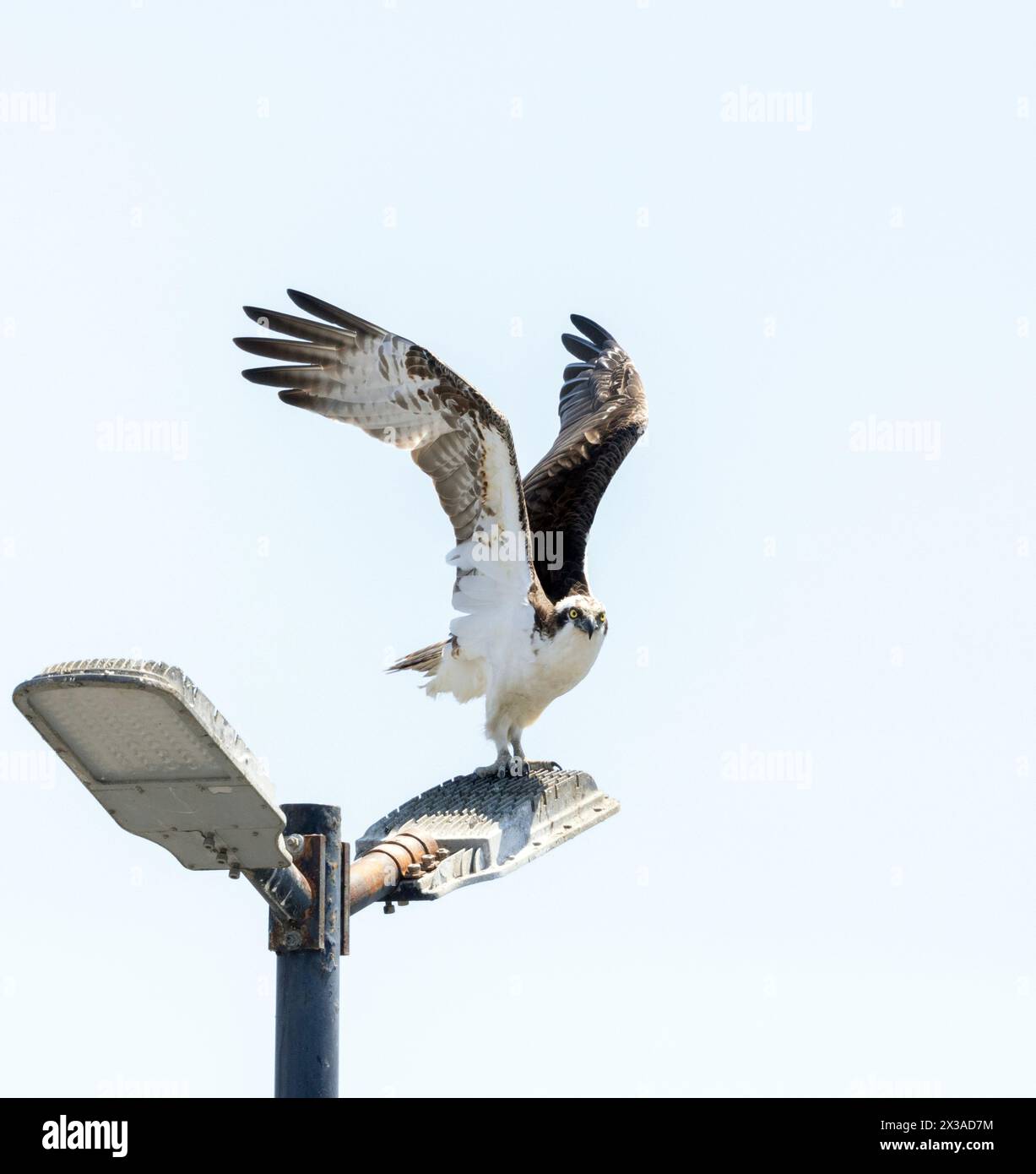 Osprey Wings Straight up Taking off Stock Photo - Alamy