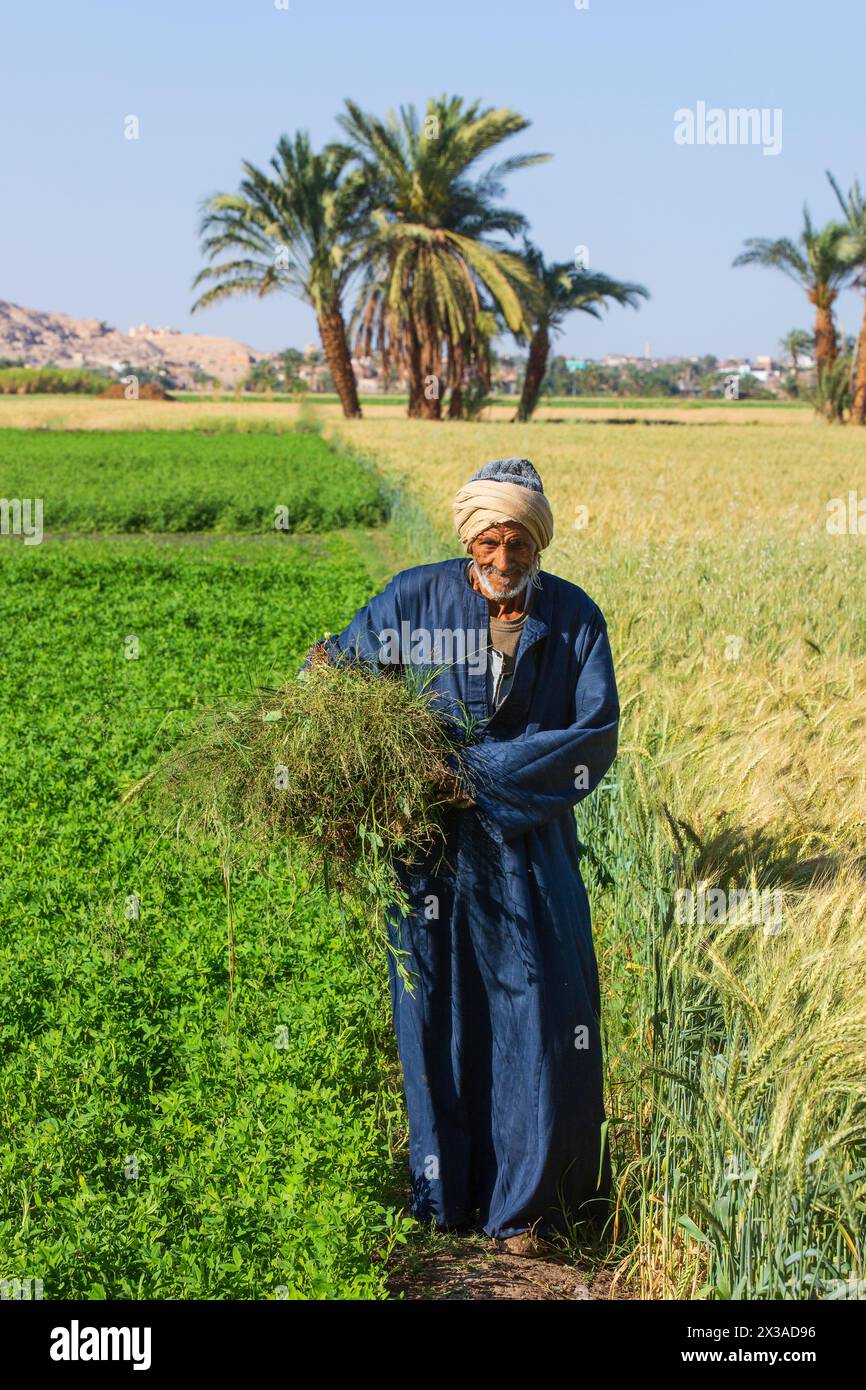 Egypt agriculture crops hi-res stock photography and images - Alamy