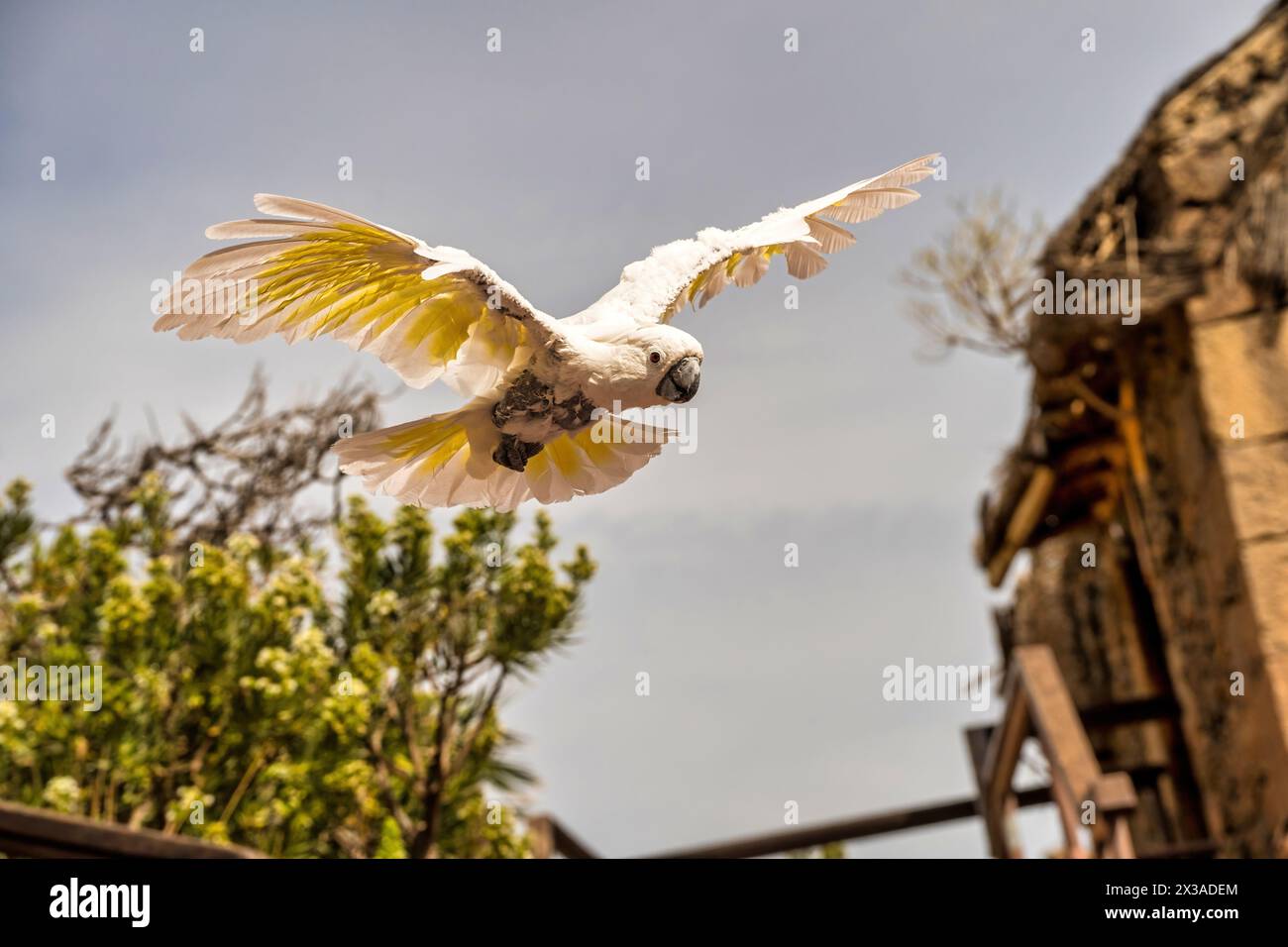 Sulphur-crested white cockatoo a species of parrots Psittacidae aka ...