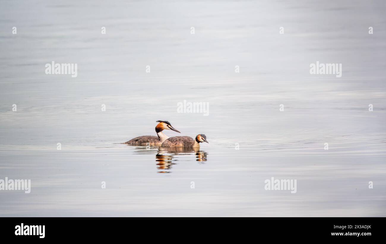 Two Great Crested Grebes swim in the lake. The great crested grebe ...