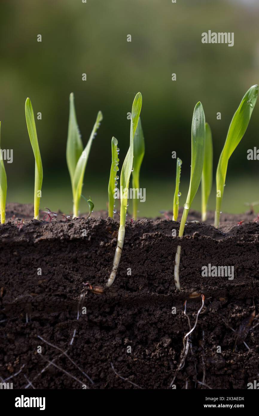 Fresh green wheat plants with roots Stock Photo - Alamy