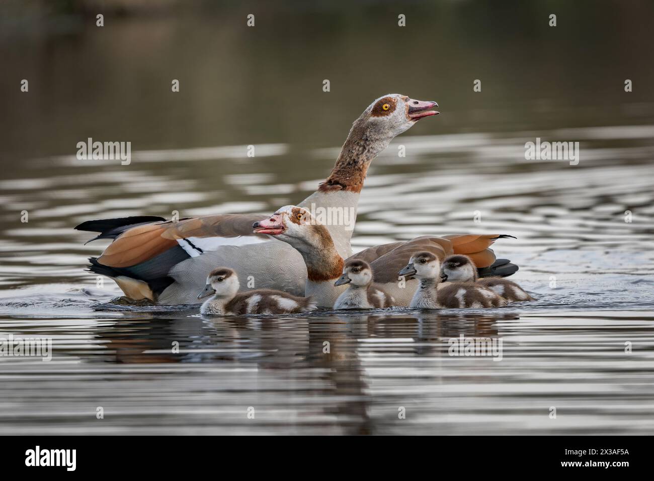 Adult geese keeping their goslings close as other geese fly by Stock ...