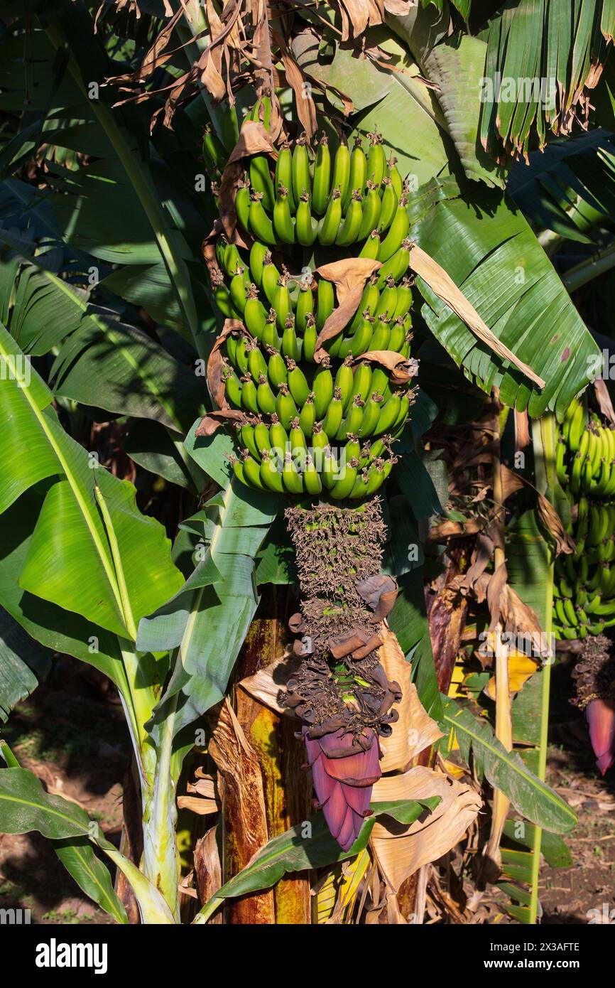Banana production hi-res stock photography and images - Alamy