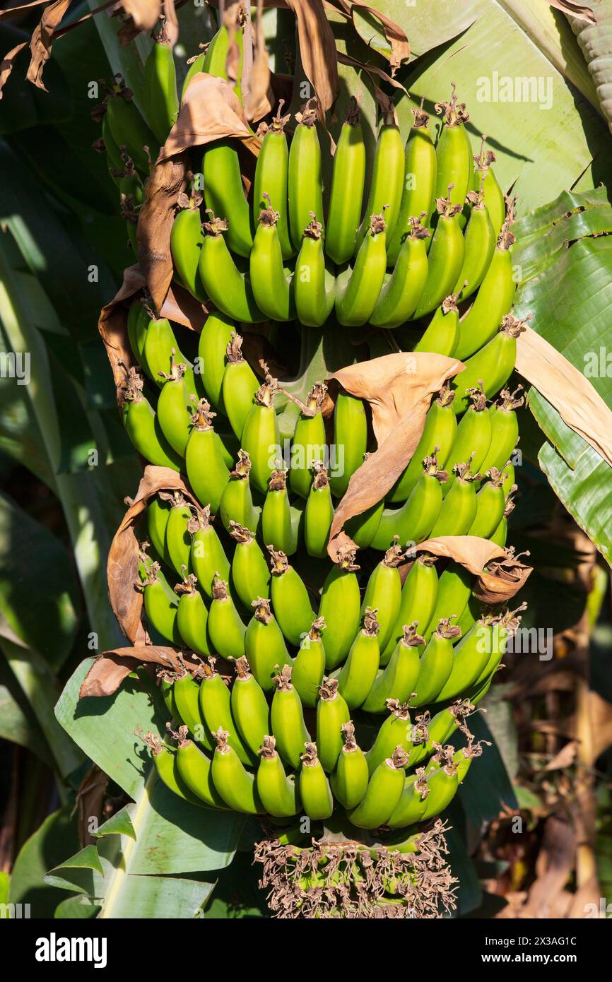 Banana tree management hi-res stock photography and images - Alamy
