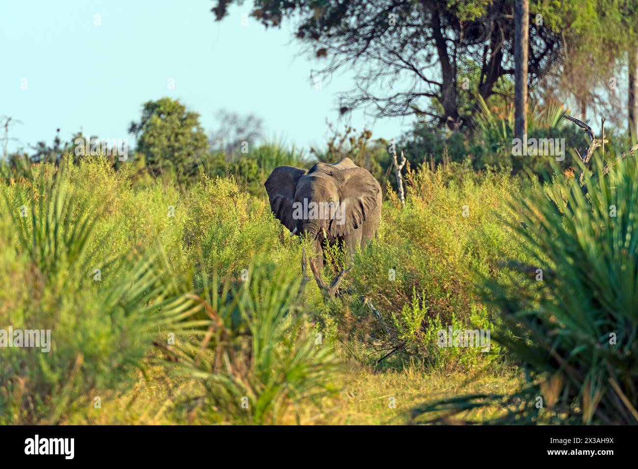 Young Elephant in the Savanna Grasses in the Okavango Delta in Botswana ...