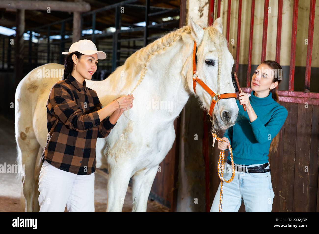 Two female workers of stable brushing horse and braiding mane Stock ...