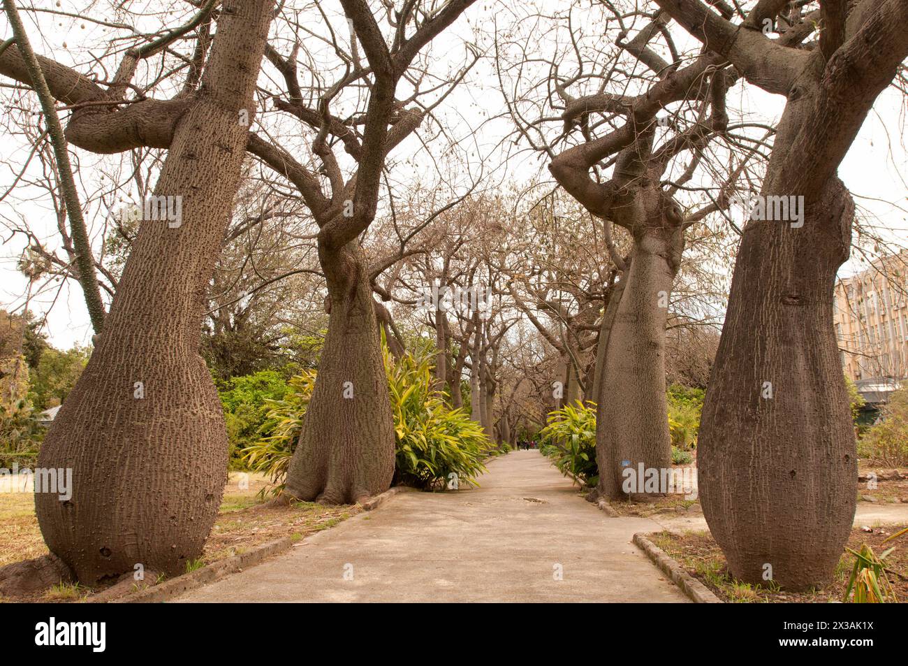 The extraordinary plants of the Botanical Garden of Palermo and the ...