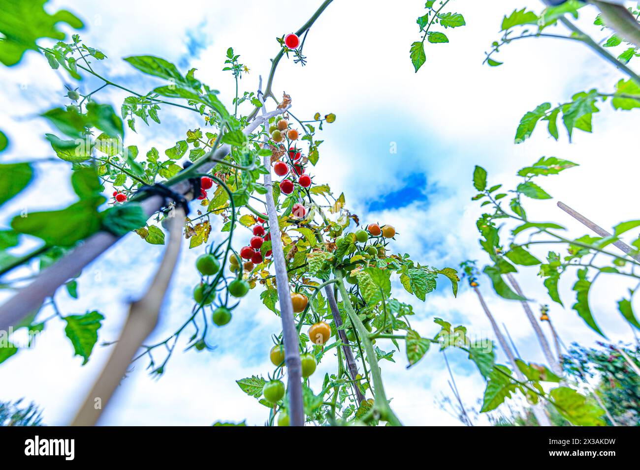 organically grown tomatoes in La Sabinita Ecological Farm (tenerife island Stock Photo - Alamy