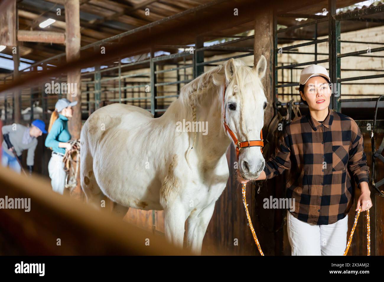Female stable worker leads a white horse out of stall Stock Photo - Alamy