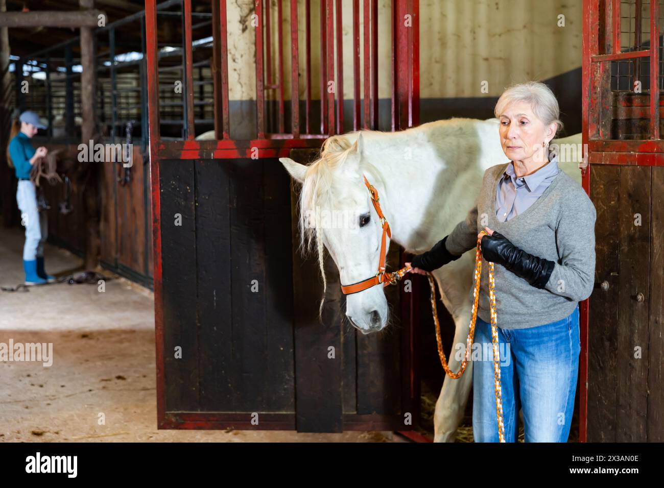 Elderly woman leading a white horse out of stable Stock Photo - Alamy