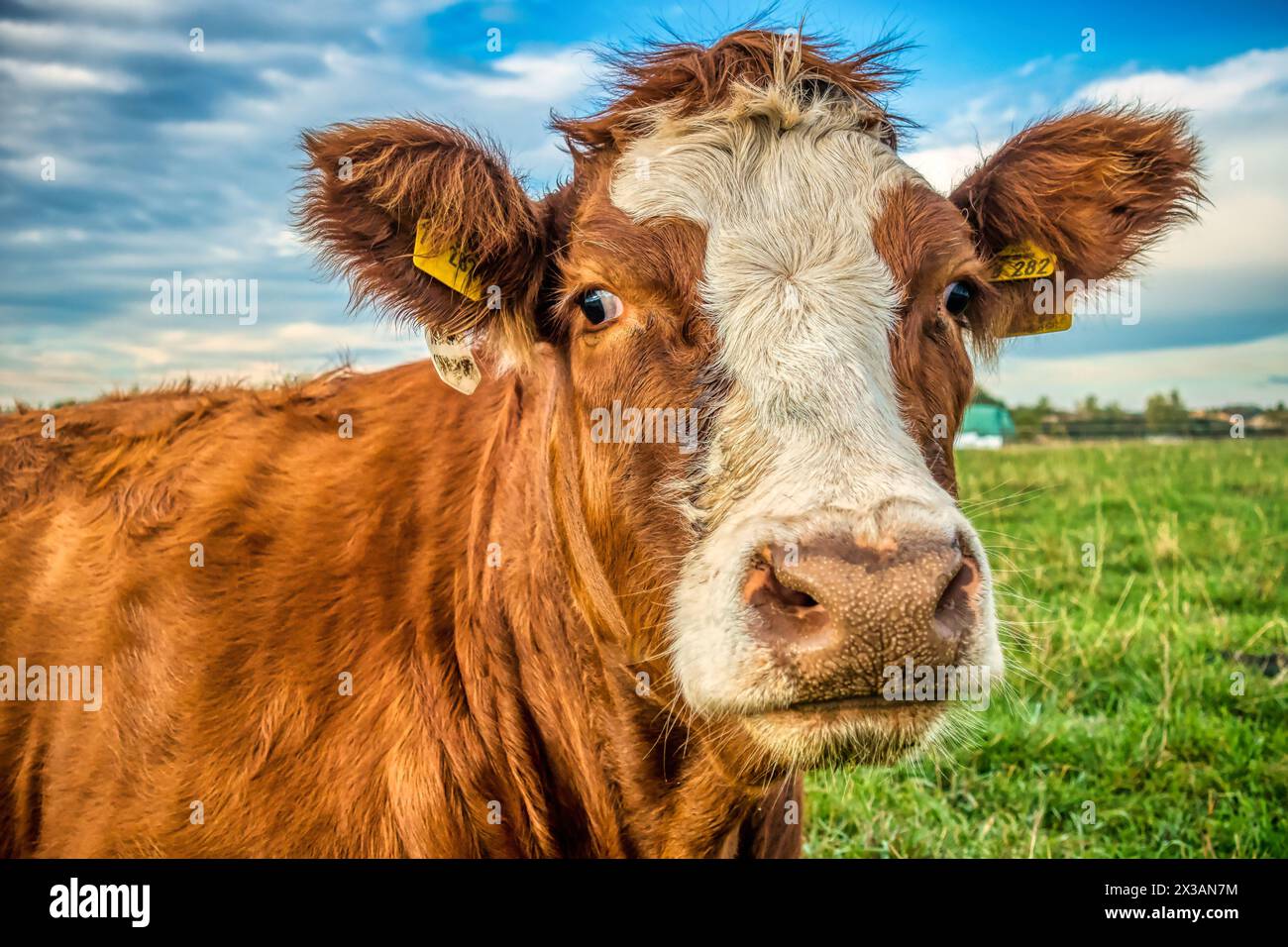The Friendly Cow Next Door: A Portrait of the Amiable Bovine in Your ...