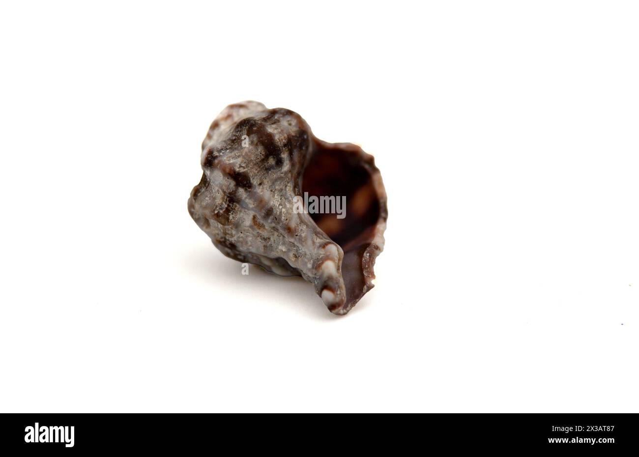 A dark seashell on a white background in macro photography. Beautiful ...
