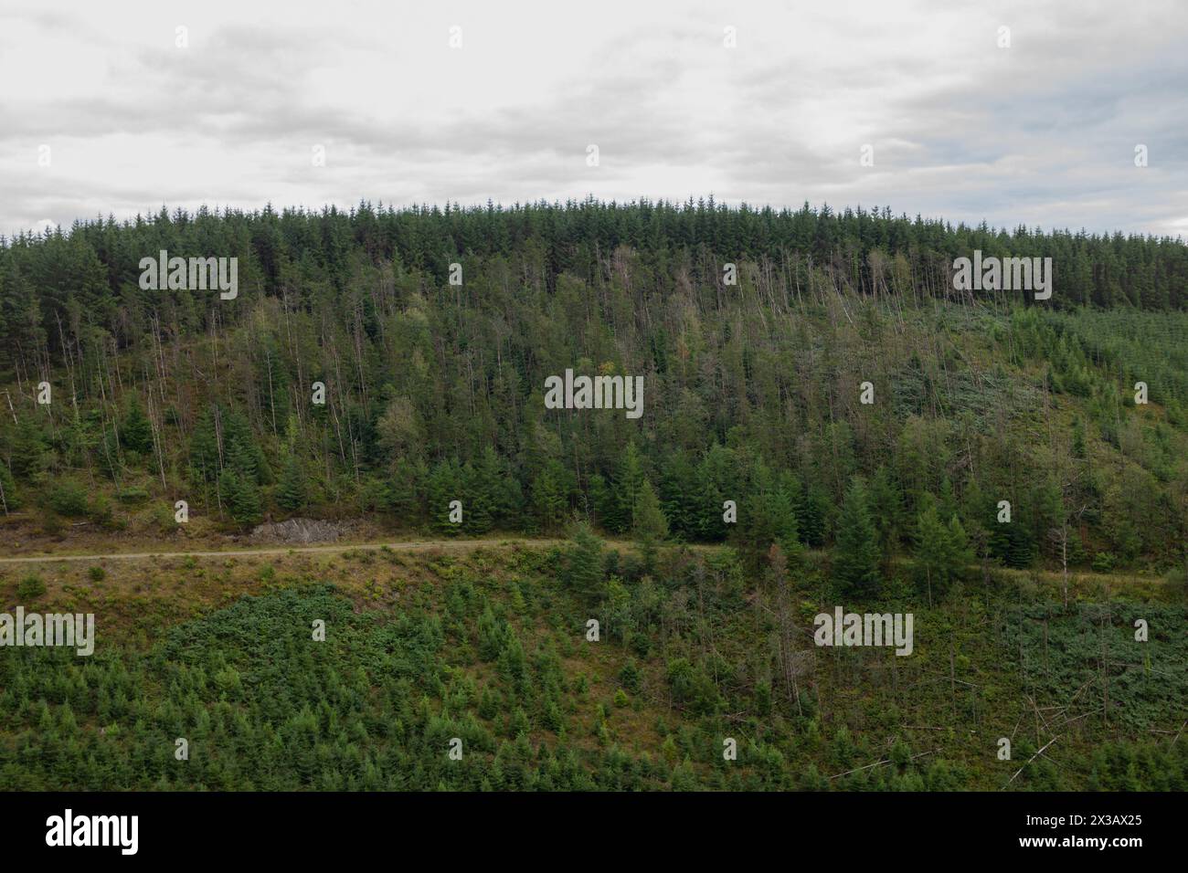 Aerial commercial forest plantation hi-res stock photography and images ...