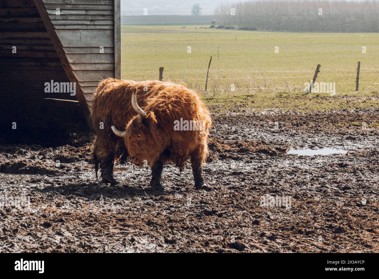 Cows in paddock close red hi-res stock photography and images - Alamy
