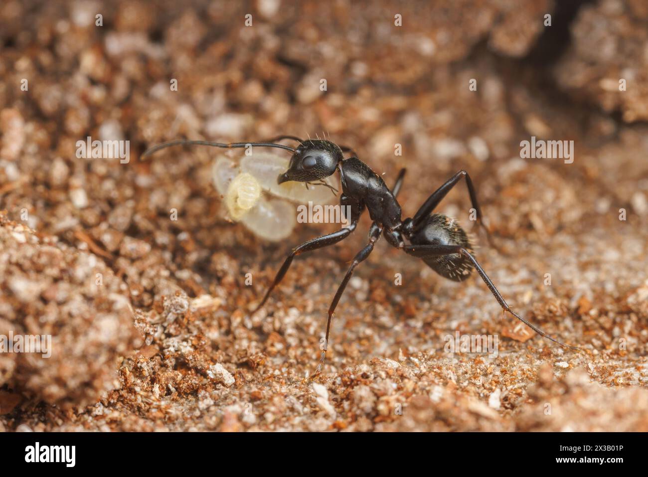 An Eastern Black Carpenter Ant (Camponotus pennsylvanicus) minor worker ...