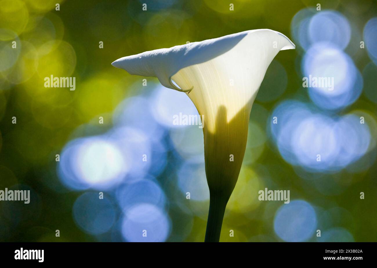 Planta con hi-res stock photography and images - Alamy