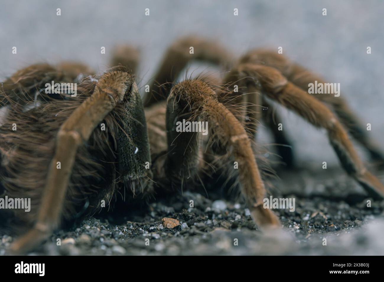 A macro photograph capturing the intricate details of a tarantula's ...