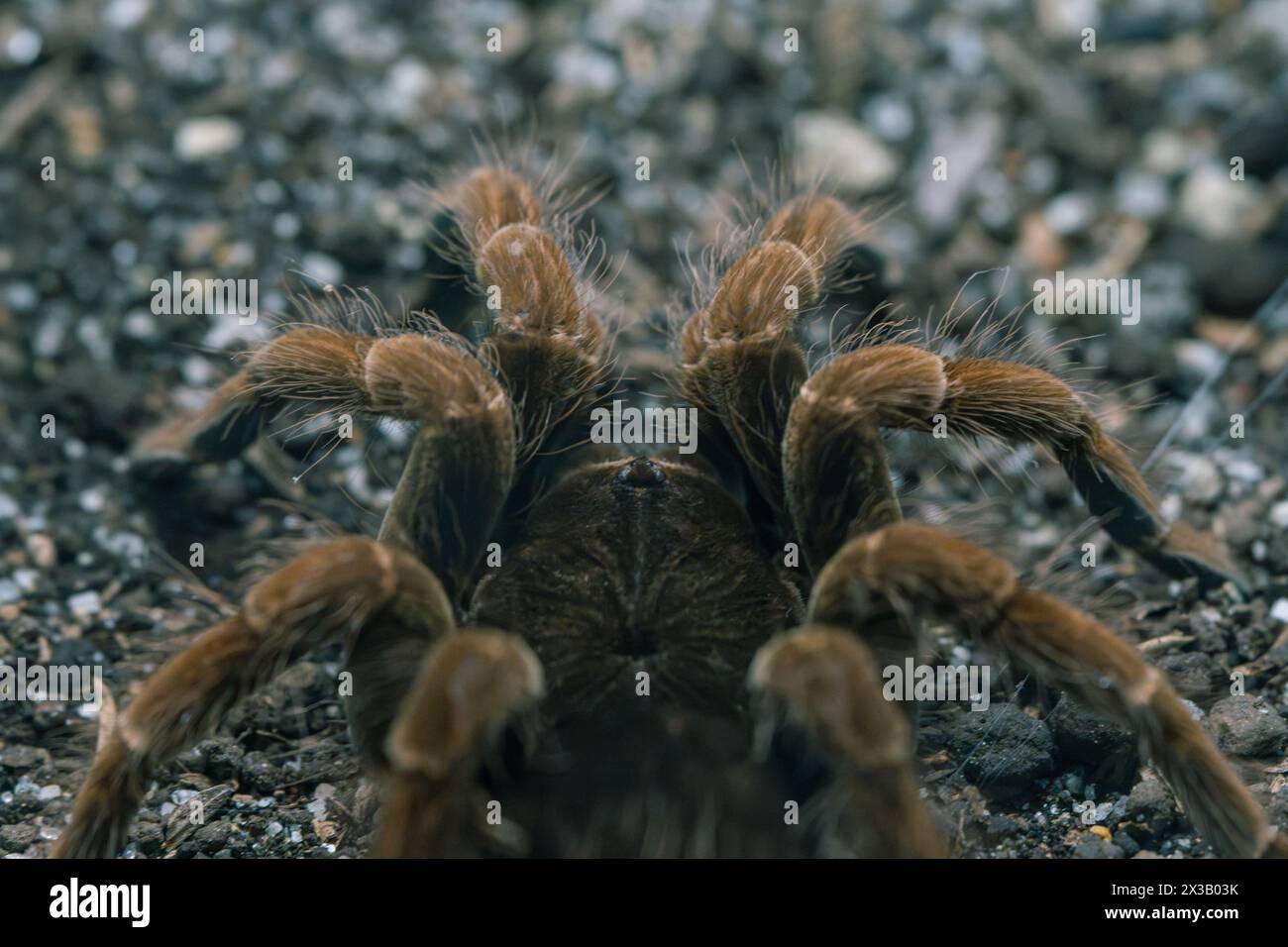 A tarantula's detailed texture and form are highlighted in this close ...