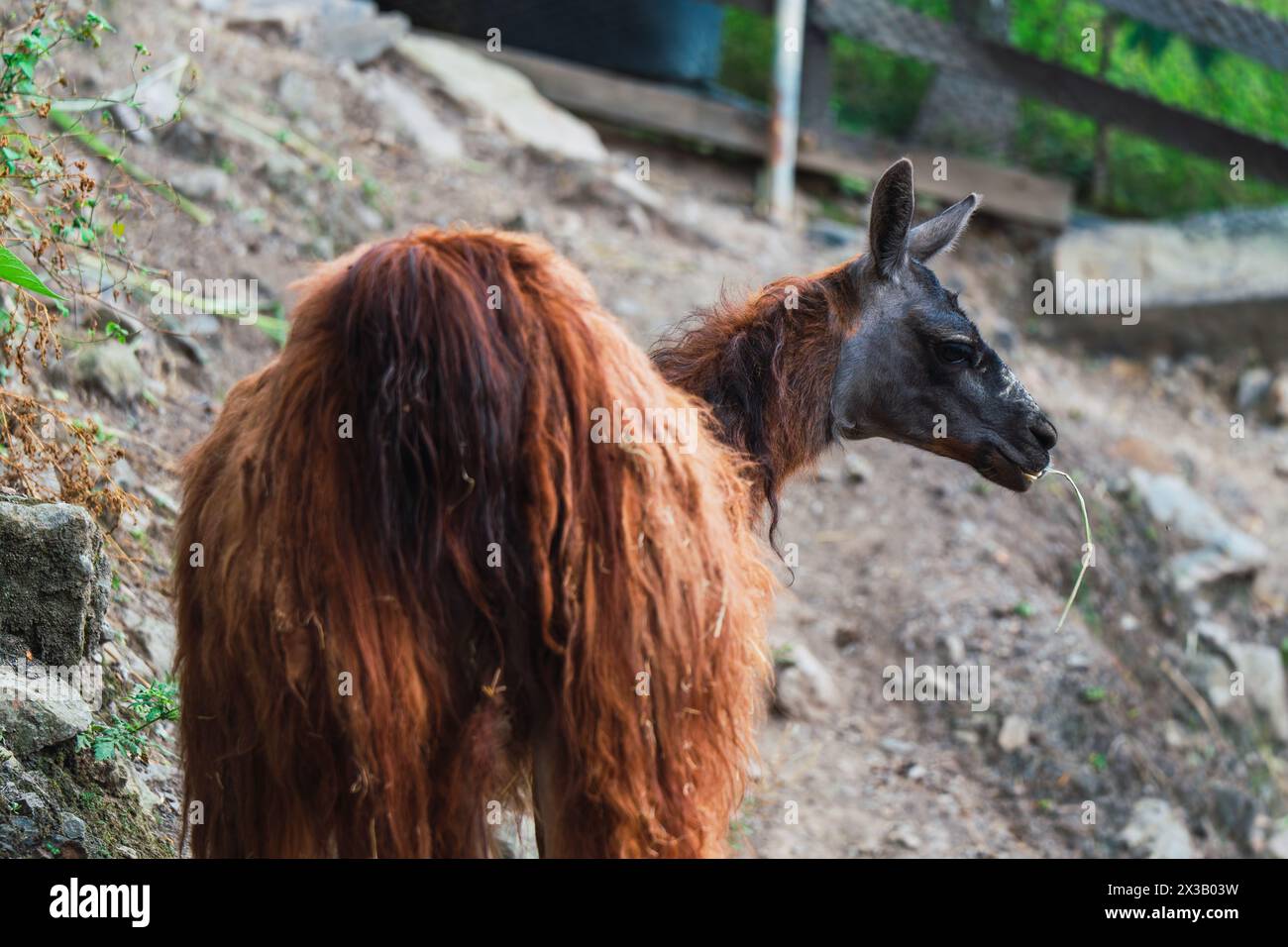 Alpaca with rare fur pattern grazing peacefully outdoors Stock Photo ...