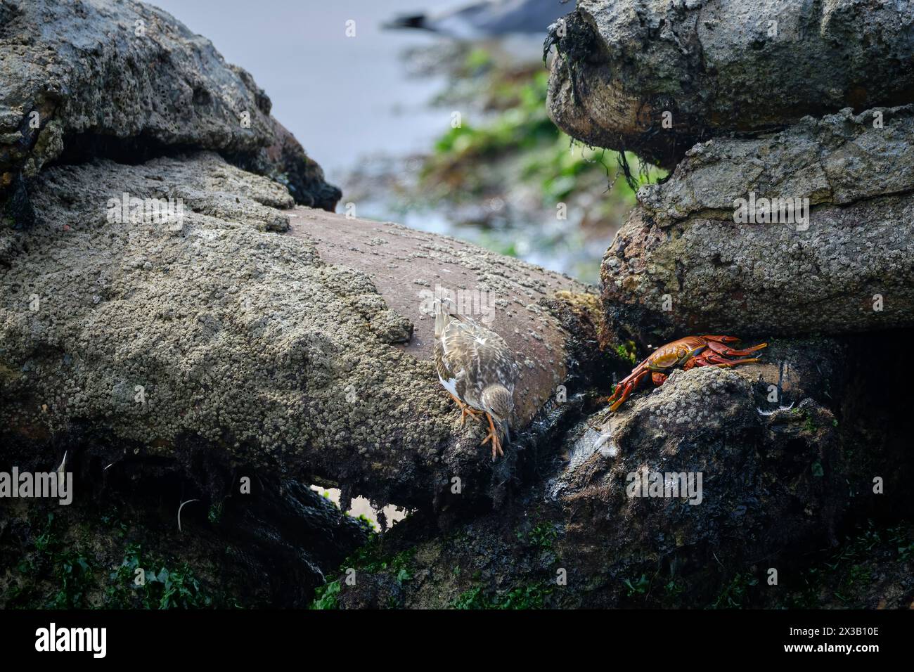 Adult Sally lightfoot crab (Grapsus grapsus) in the sandy pool of La ...