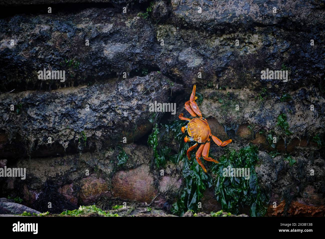 Adult Sally lightfoot crab (Grapsus grapsus) in the sandy pool of La ...