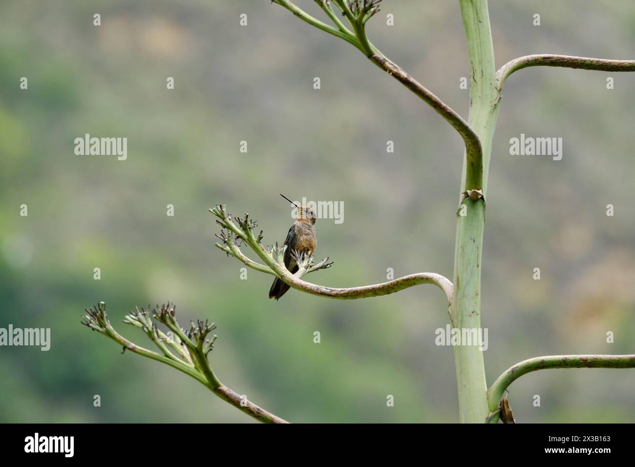 Giant Hummingbird (Patagona gigas), beautiful hummingbird perched on a ...