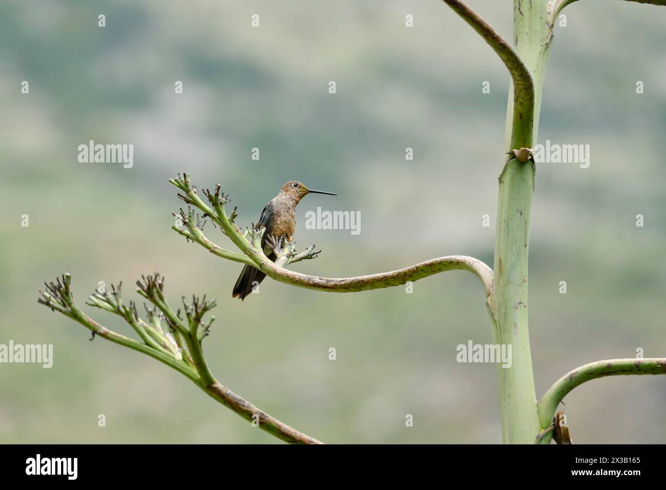 Giant Hummingbird (Patagona gigas), beautiful hummingbird perched on a ...