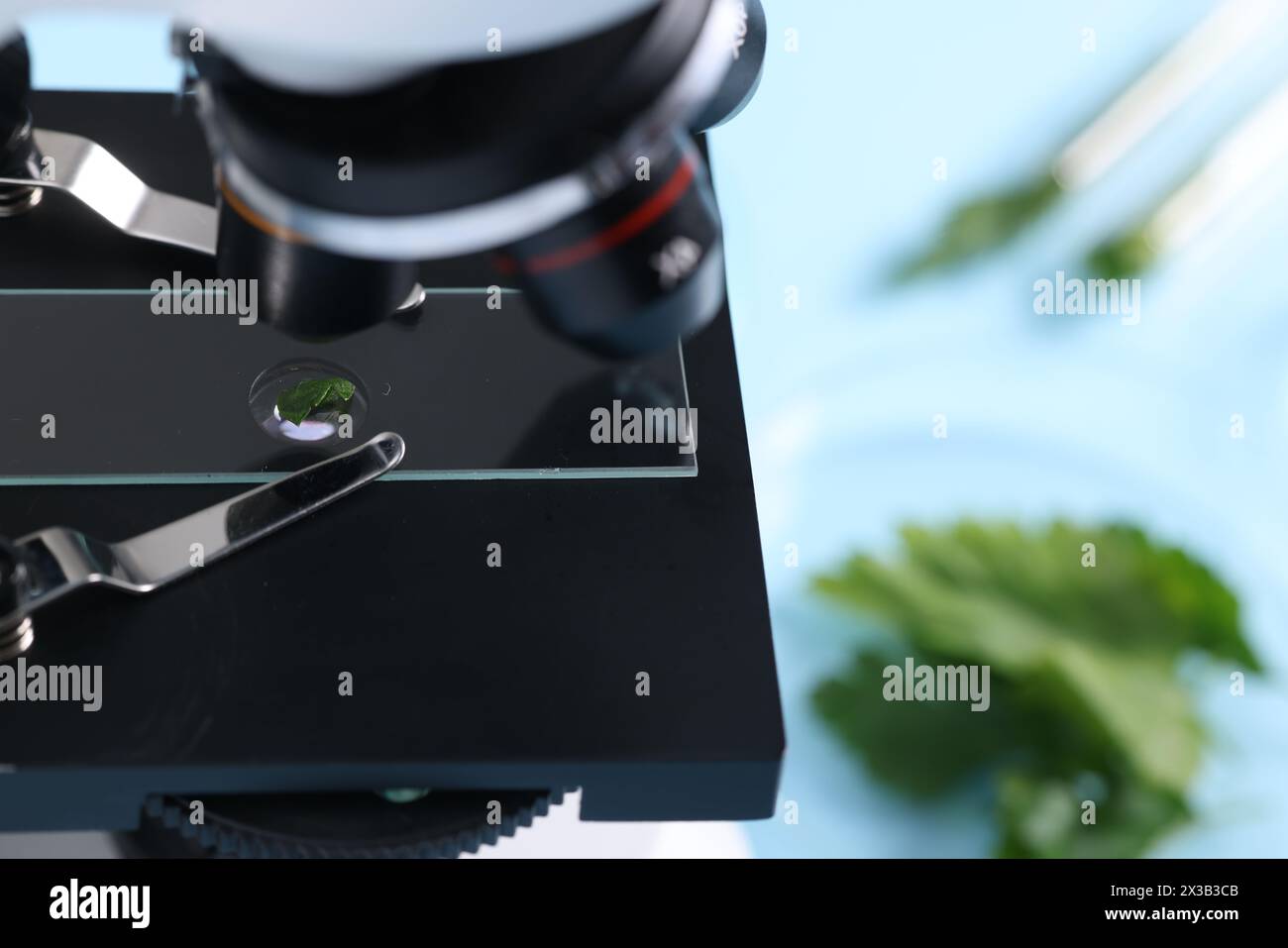 Food quality control. Glass slide with parsley under microscope on ...