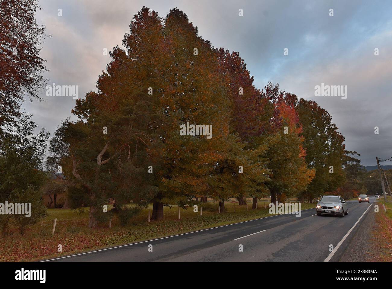 People visiting at Cement Creek Redwood Forest Yarra Ranges National ...