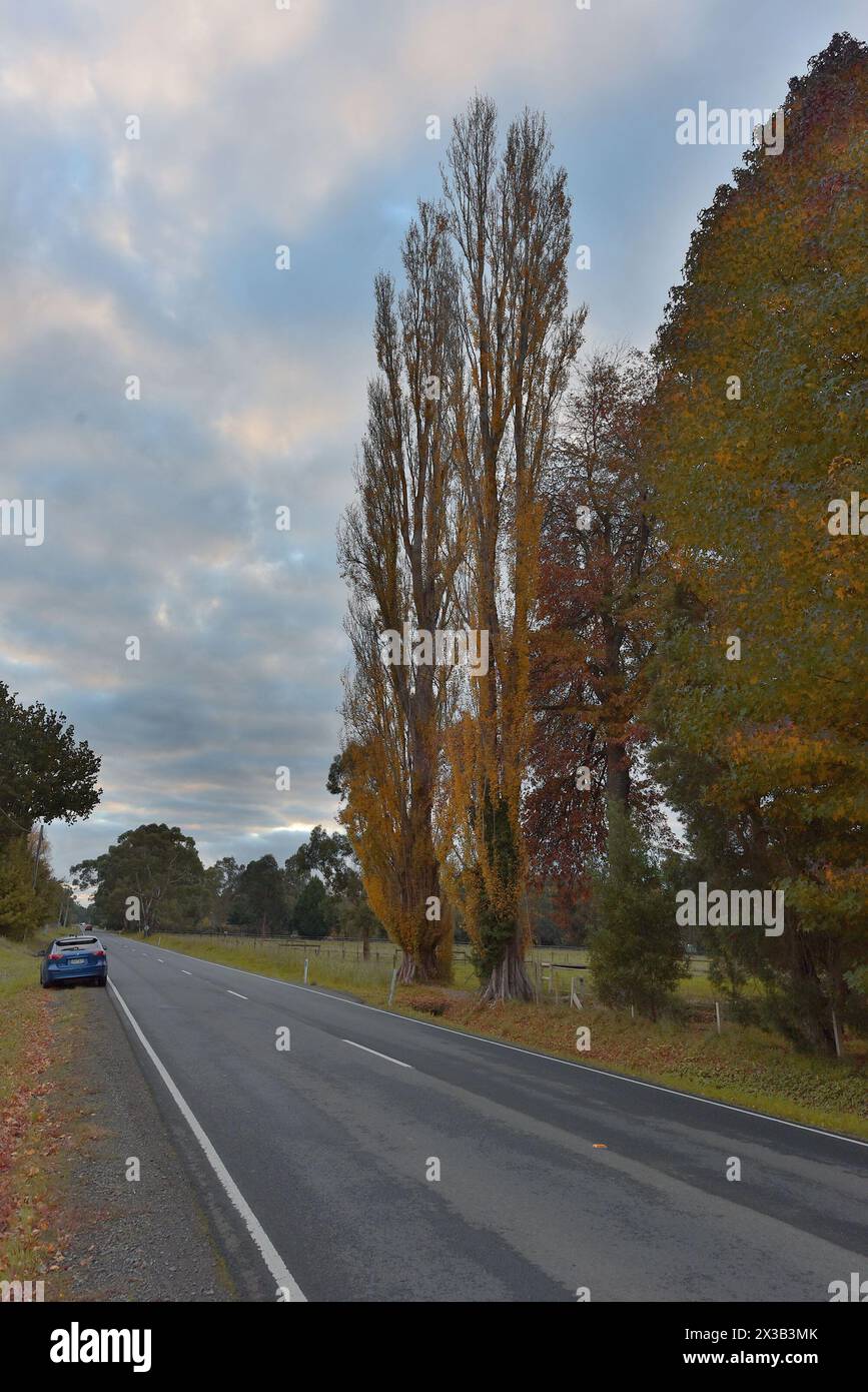 People visiting at Cement Creek Redwood Forest Yarra Ranges National ...