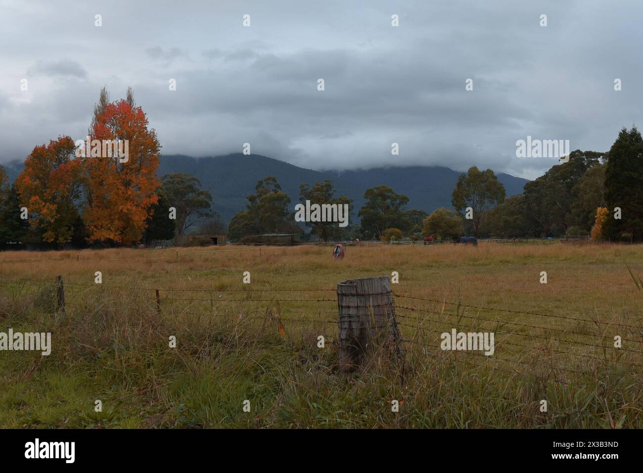 People visiting at Cement Creek Redwood Forest Yarra Ranges National ...