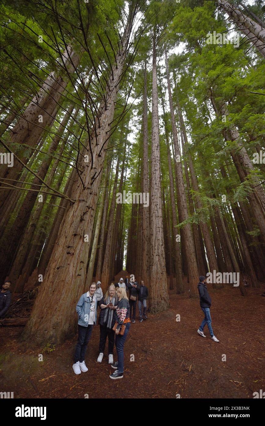 People visiting at Cement Creek Redwood Forest Yarra Ranges National ...