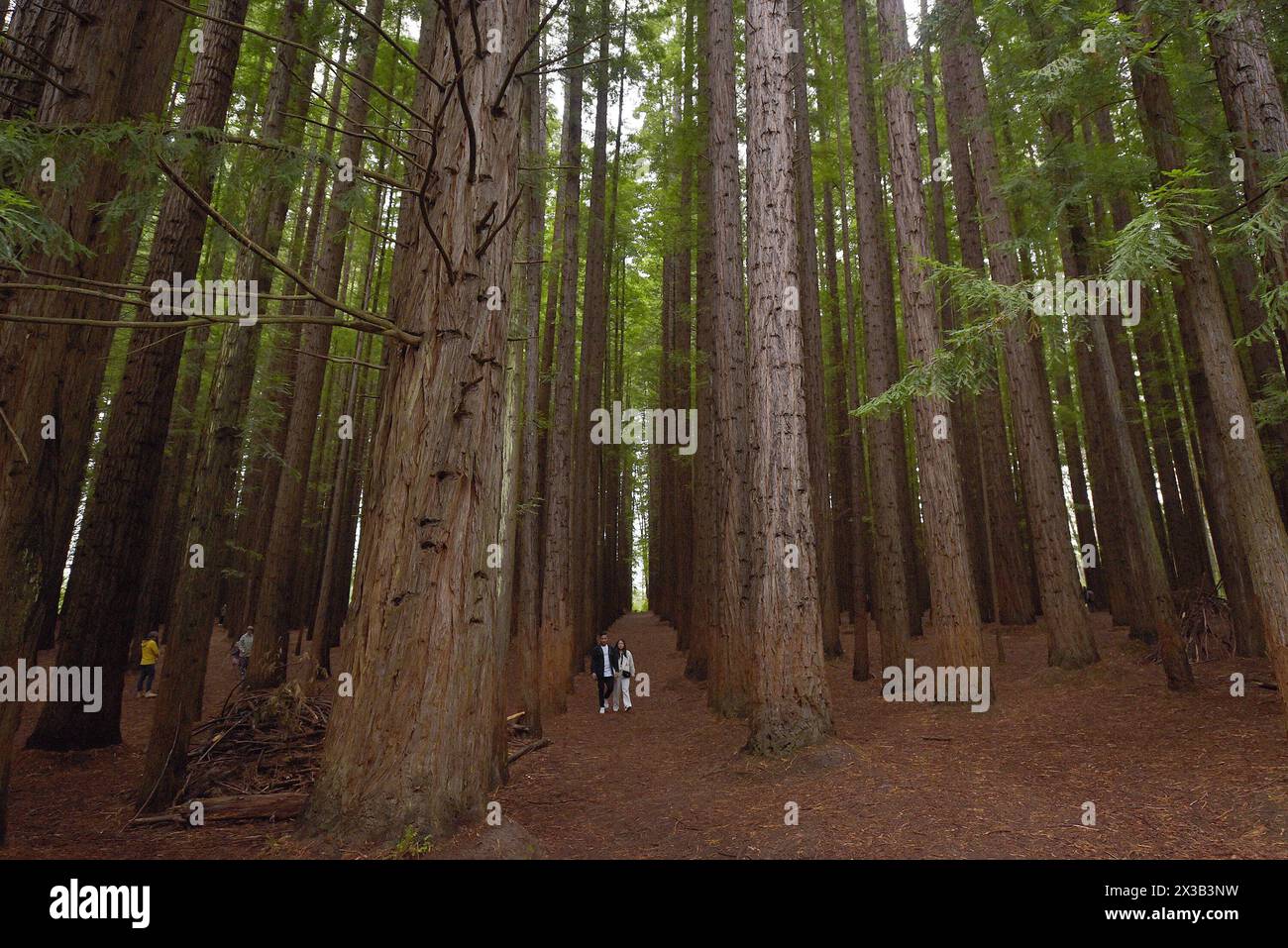 People visiting at Cement Creek Redwood Forest Yarra Ranges National ...