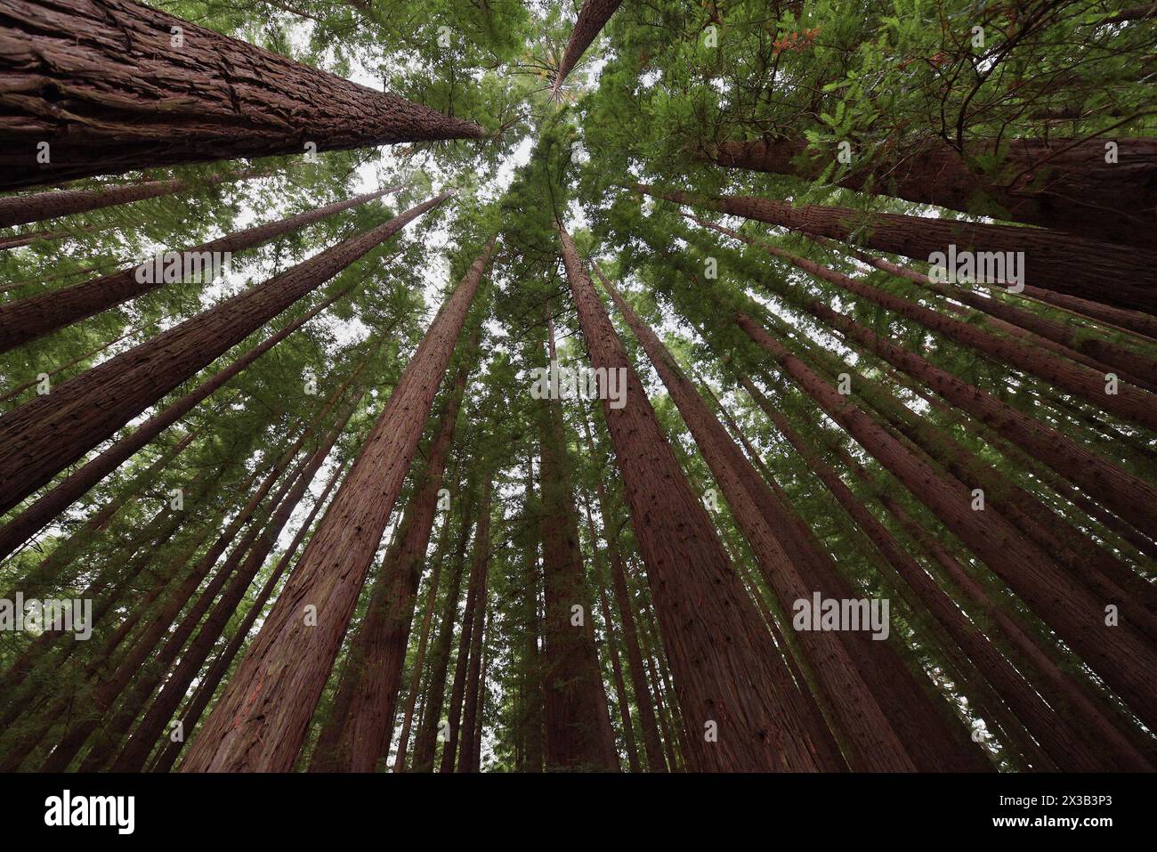 People visiting at Cement Creek Redwood Forest Yarra Ranges National ...