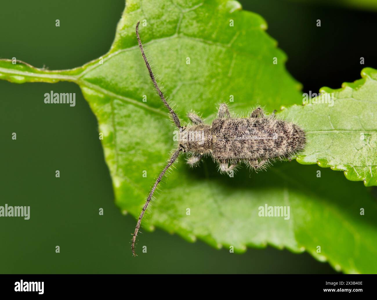 Pauper long horned beetle hi-res stock photography and images - Alamy