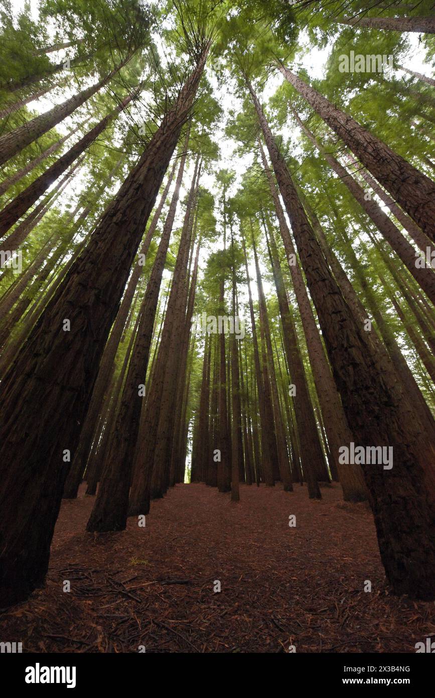 Melnourne, Victoria, Australia. 25th Apr, 2024. People visiting at ...