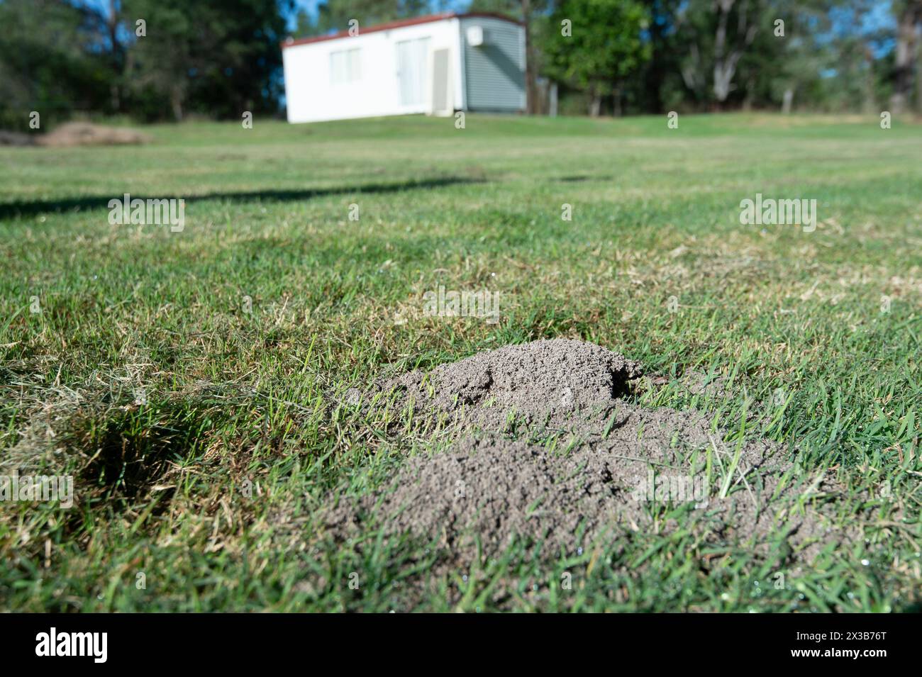 View of a Fire Ants nest (Solenopsis sp) in a suburban garden near ...