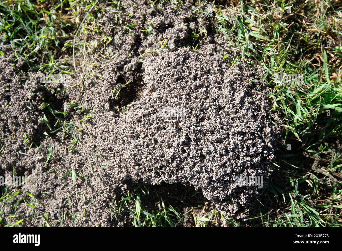 View of a Fire Ants nest (Solenopsis sp) in a suburban garden near ...