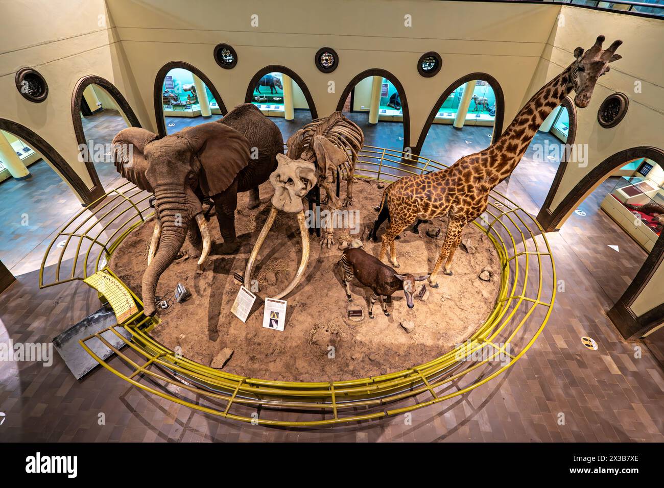 NAIROBI, KENYA February 17, 2024: Centre attraction of the Animal ...