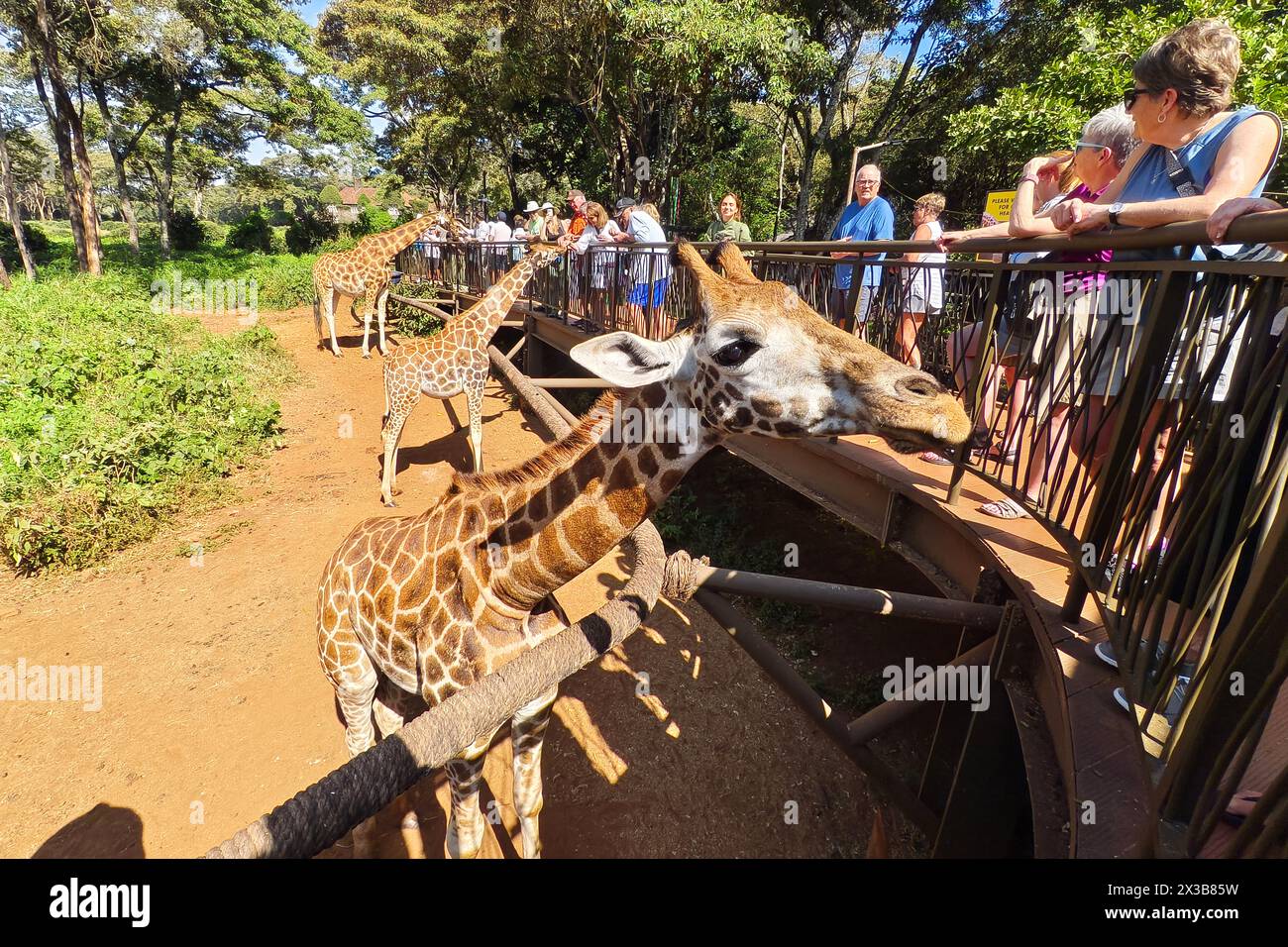 February 17, 2024. Nairobi, Kenya.: Tourists feeding giraffes at the ...