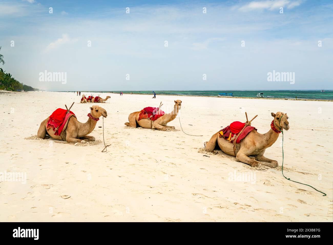 White proud camel resting on Egyptian beach. Camelus dromedarius ...